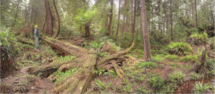 Headbones Gallery, The Drawers